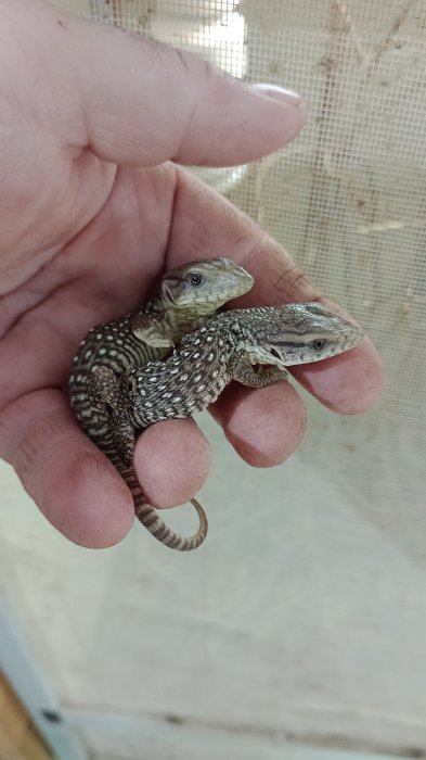 Varan stepní (Varanus exanthematicus) - Pšovlky (Rakovník), Prodám ...