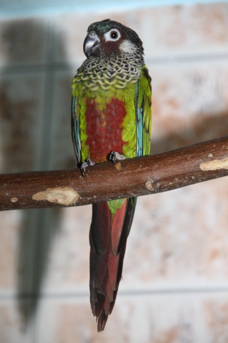 Pyrrhura.CZ – papoušci Jižní Ameriky - Tišnov (část) (Brno - venkov ...