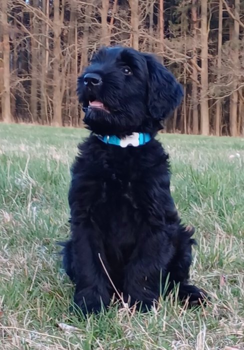 Briard černý a plavý - Brod (Příbram), Prodám | ChovZvířat.cz