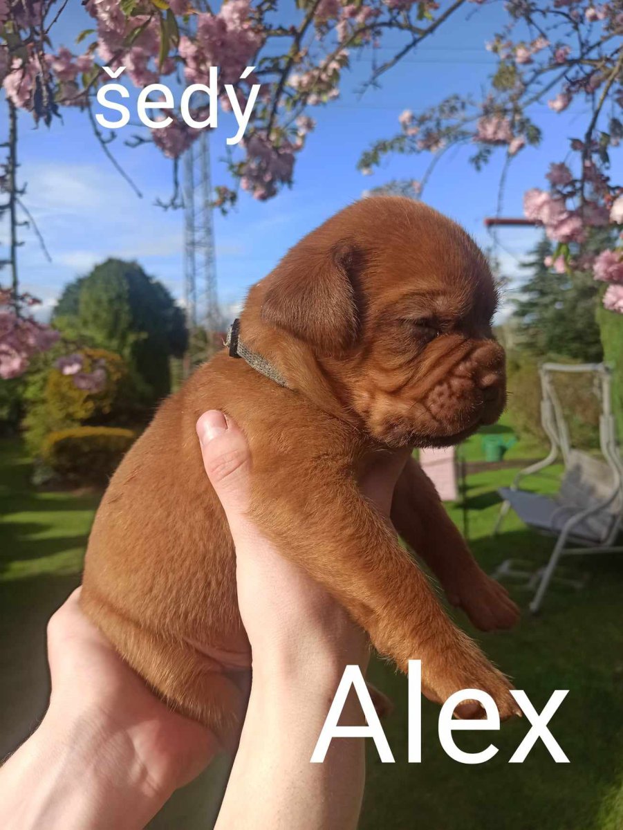 Bordeauxska doga - Oldřichovice (Frýdek - Místek), Prodám | ChovZvířat.cz