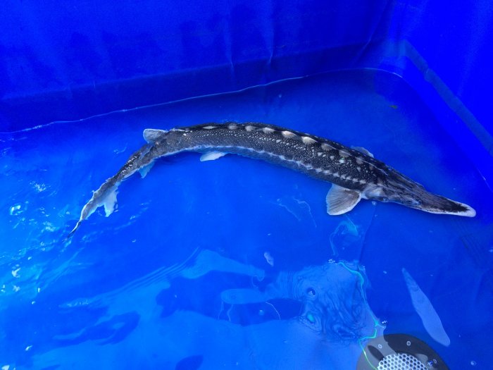 JEZÍRKOVÉ RYBY a TROFEJNÍ JESETERY - Měřín (část) (Žďár nad Sázavou ...