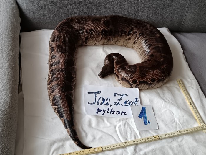 Python curtus curtus - Štěchovice (Praha - západ), Prodám | ChovZvířat.cz