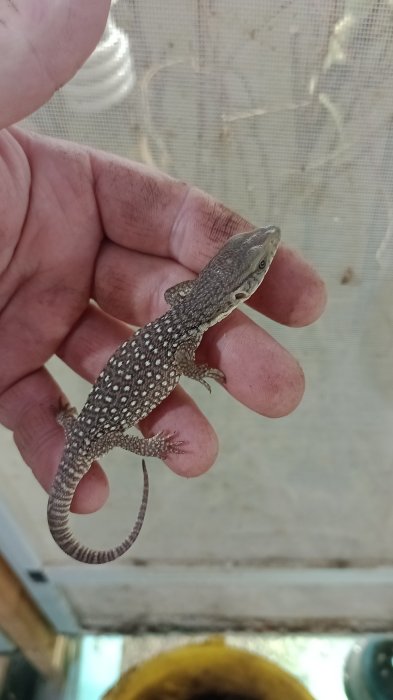 Varan stepní (Varanus exanthematicus) - Pšovlky (Rakovník), Prodám ...