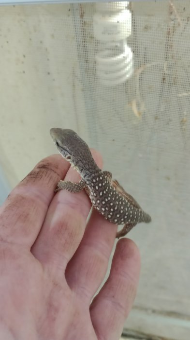 Varan stepní (Varanus exanthematicus) - Pšovlky (Rakovník), Prodám ...