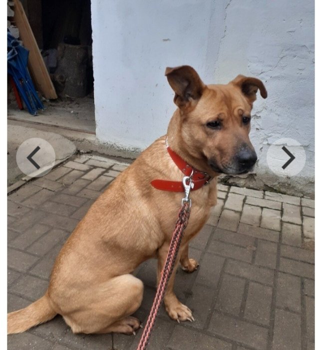 Daruji fenku - Dolní Pěna (Jindřichův Hradec), Různé | ChovZvířat.cz