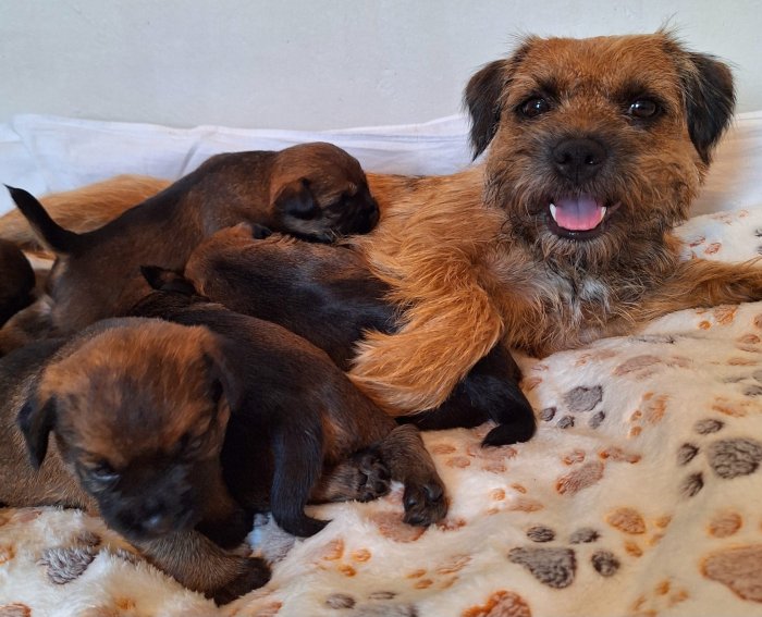 Border teriér - České Budějovice 1 (část) (České Budějovice), Prodám ...