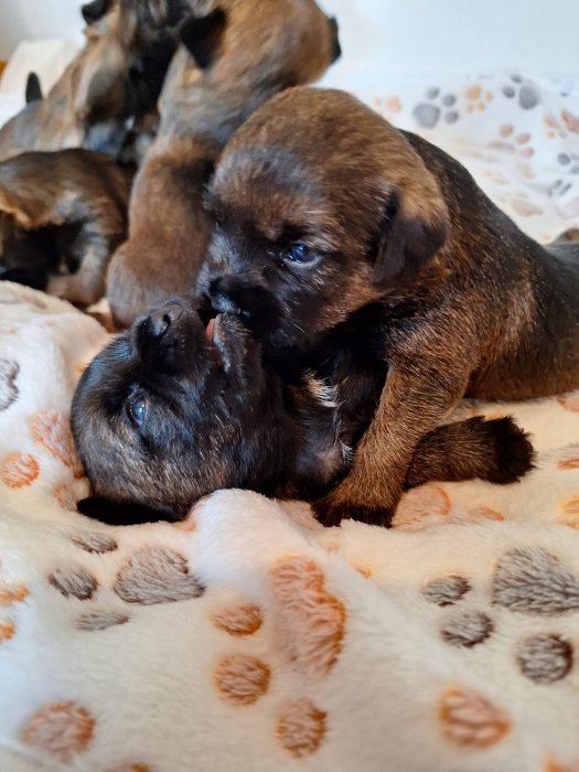 Border teriér - České Budějovice 1 (část) (České Budějovice), Prodám ...