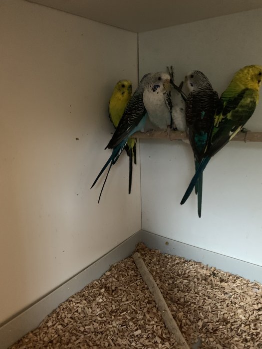 Andulky blackwing - Obříství (Mělník), Prodám | ChovZvířat.cz