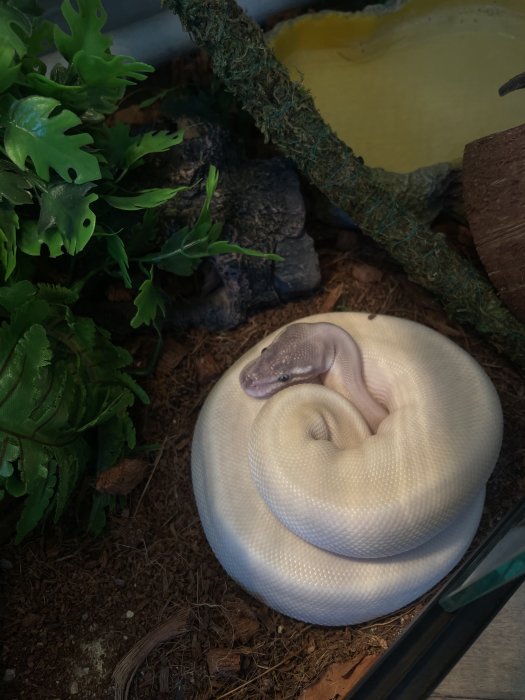 Super Mojave Ball Python - Nové Město (část) (Hlavní město Praha ...