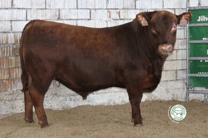 Prodám plemenného býka Aberdeen Angus - Levínské Petrovice (Litoměřice), Prodám - ChovZvířat.cz