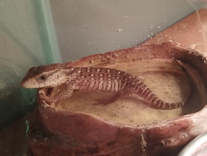 Varan stepní - Chrudim I (Chrudim), Prodám | ChovZvířat.cz