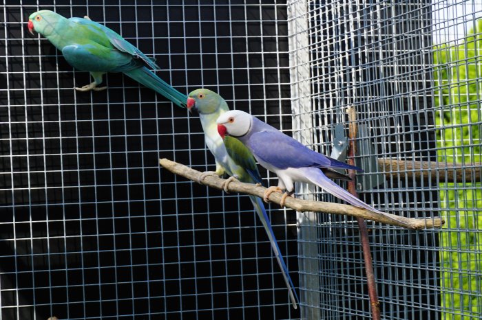 Alexandr malý s DNA 2024 - Zruč (Plzeň - sever), Prodám | ChovZvířat.cz