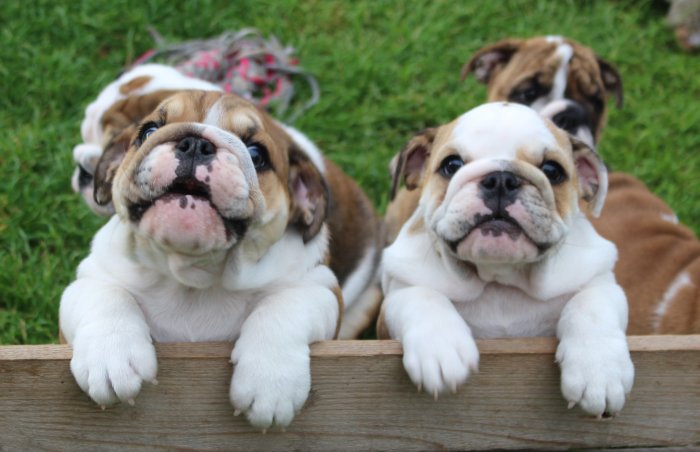 Anglický buldok - Lounky (Litoměřice), Prodám | ChovZvířat.cz