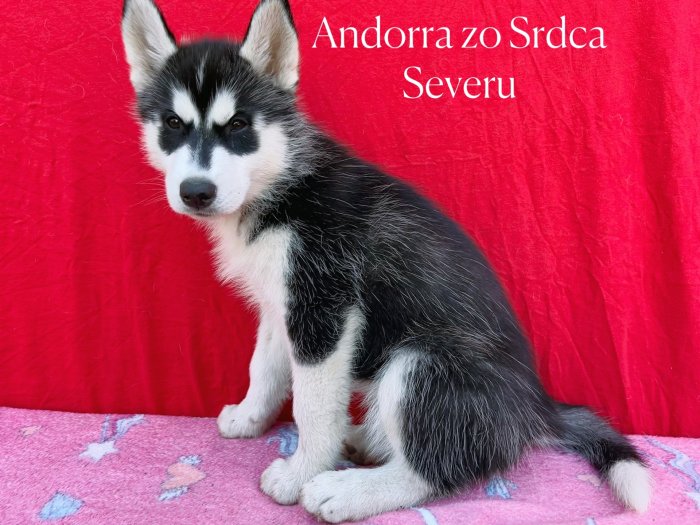 Sibírsky husky s preukazom pôvodu (PP) - Banská Bystrica (Banská ...