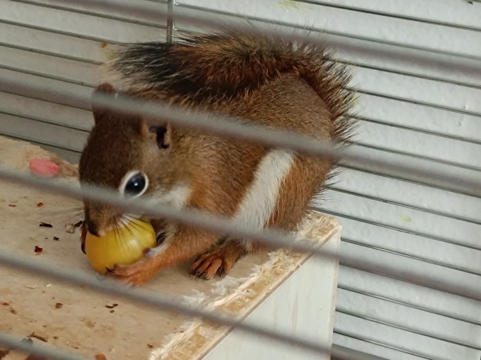 Veverka Cikari - Olomouc (Olomouc), Prodám | ChovZvířat.cz