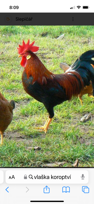 Kohouti vlaska koroptvi - Hodkov (Kutná Hora), Prodám | ChovZvířat.cz