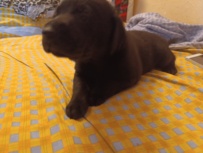 Štěňátka Labradorský retrívr - Bohušov (Bruntál), Prodám | ChovZvířat.cz