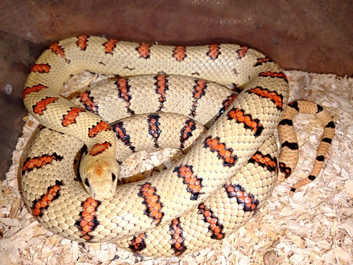 Aldis a Exotika - Dvůr Králové nad Labem (Trutnov), Prodám | ChovZvířat.cz