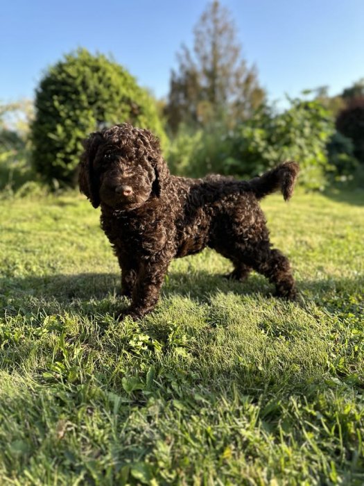 Pudl královský hnědý s PP - Lazce (Olomouc), Prodám | ChovZvířat.cz