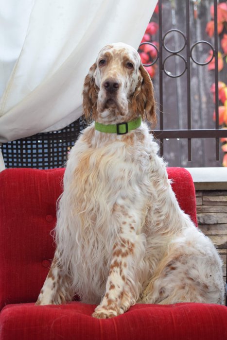 Štěně anglického setra - Rájec (Blansko), Prodám | ChovZvířat.cz