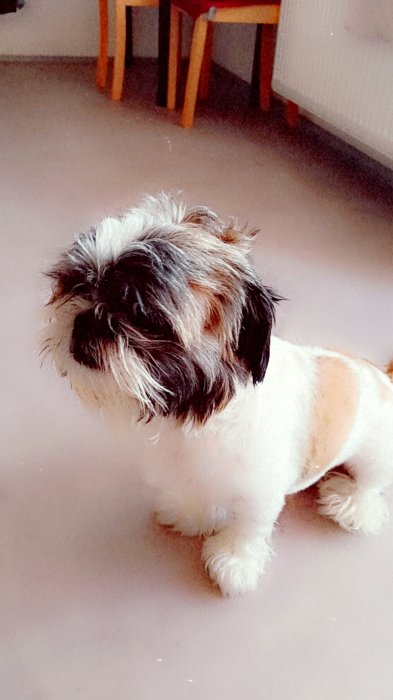 Pes Shih-tzu - Kolín I (Kolín), Prodám | ChovZvířat.cz