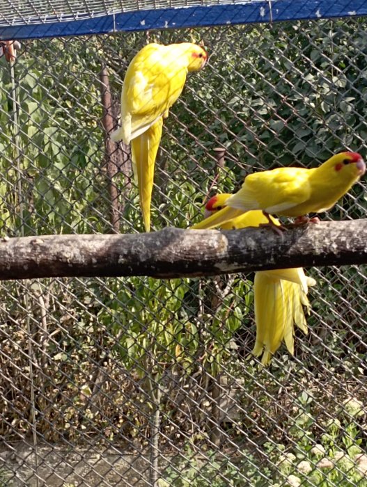 Prodám - Hluk (Uherské Hradiště), Prodám | ChovZvířat.cz