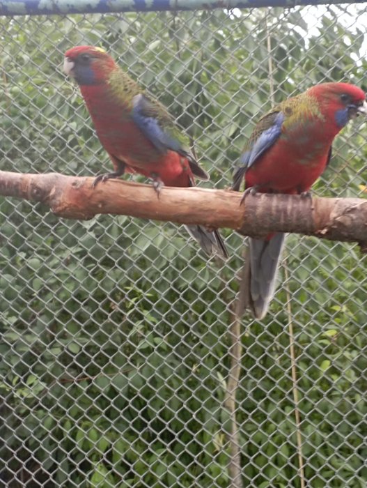 Prodám - Hluk (Uherské Hradiště), Prodám | ChovZvířat.cz
