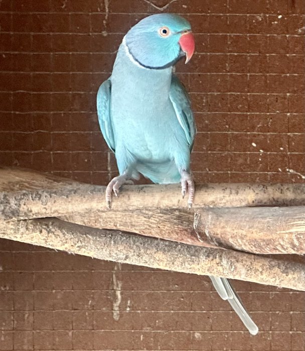 Alexandr malý modrý - Dolní Rychnov (Sokolov), Prodám | ChovZvířat.cz