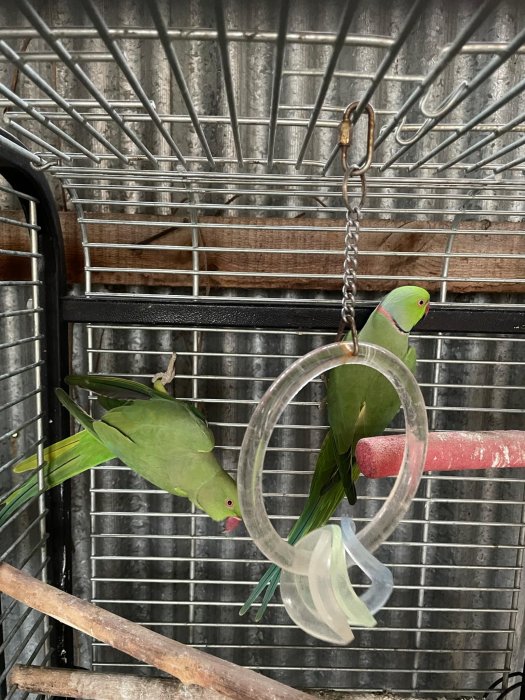 Prodám pár Alexandrů malých - Jestřebí (Česká Lípa), Prodám | ChovZvířat.cz