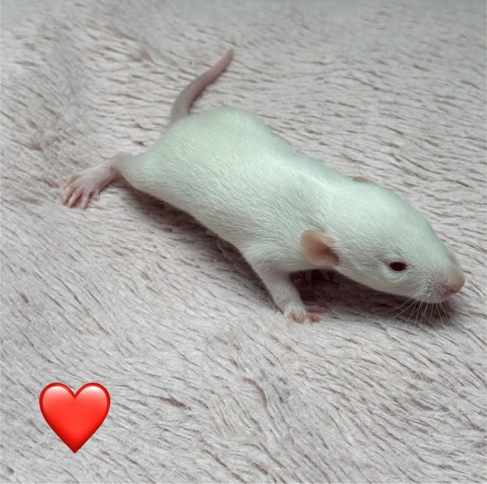 Potkan - Boskovice (Blansko), Prodám | ChovZvířat.cz