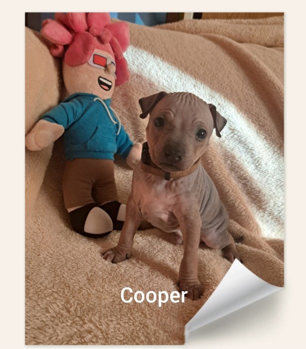 Americky bezsrsty terier s PP - Tvrdonice (Břeclav), Prodám | ChovZvířat.cz