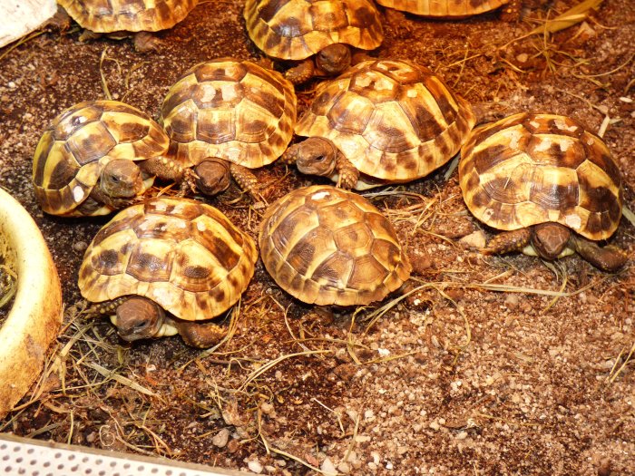 Želva zelenavá (Testudo hermanni) - Pšovlky (Rakovník), Prodám ...