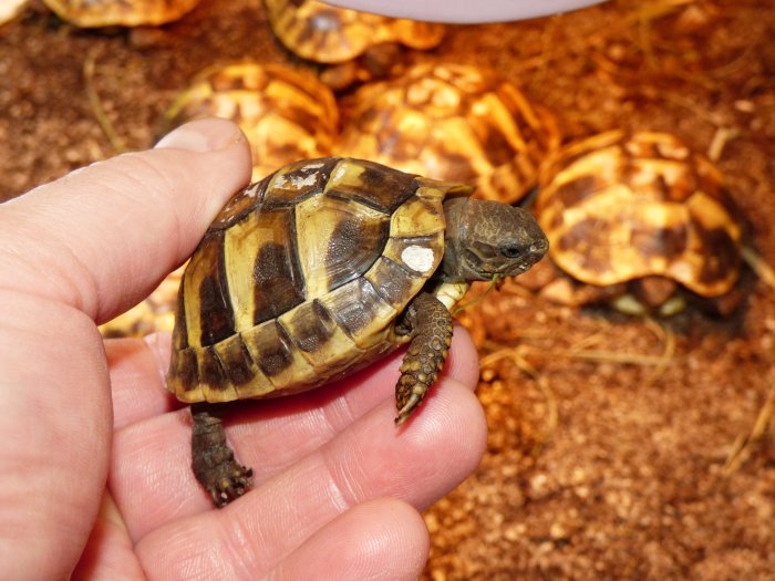 Želva zelenavá (Testudo hermanni) - Pšovlky (Rakovník), Prodám ...
