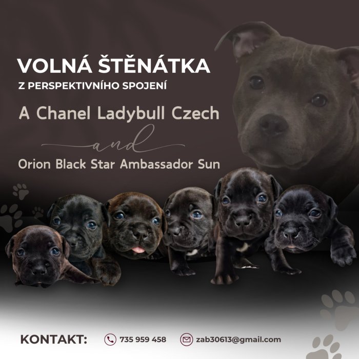 Volná štěňátka Stafordšírského bulteriéra z perspektivního spojení s PP ...