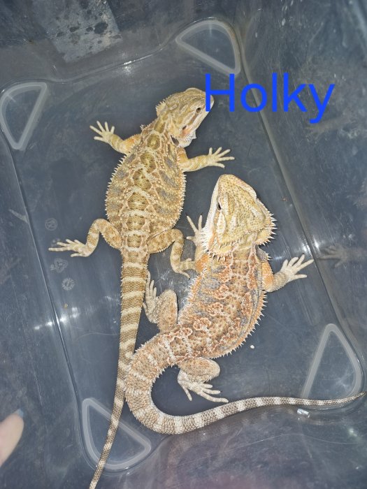 Agamy - Janovice nad Úhlavou (Klatovy), Prodám | ChovZvířat.cz