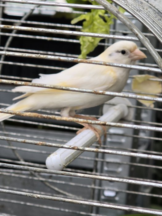 Kanár - Bystřice (Benešov), Prodám | ChovZvířat.cz