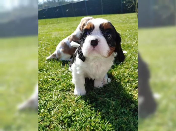 Kavalír King Charles španěl s PP - Benešov (Benešov), Prodám ...