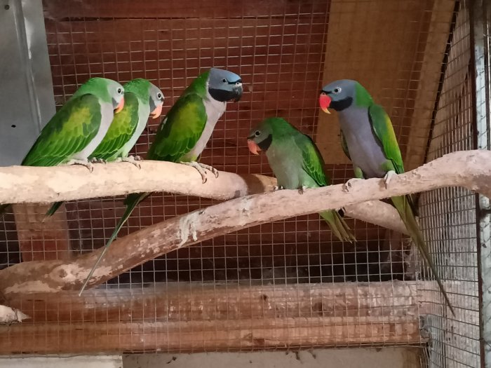 Alexandr cinsky - Horní Lhota (Ostrava - město), Prodám | ChovZvířat.cz