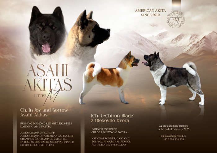 Americká Akita fenka s PP - České Budějovice 1 (část) (České Budějovice), Prodám | ChovZvířat.cz