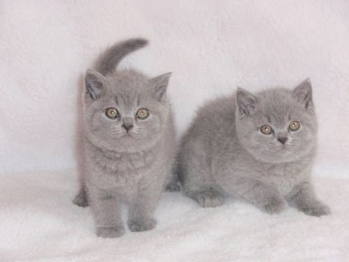 Britská modrá koťátka s PP - Brno - město, Prodám | ChovZvířat.cz