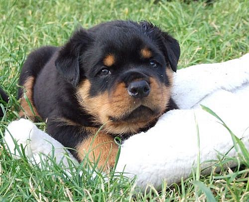 Rotvajler(Rottweiler)štěňata s PP - Louny, Prodám | ChovZvířat.cz