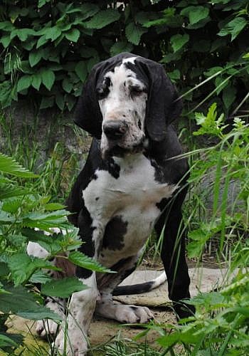 Německá doga skvrnitá - Hlavní město Praha, Prodám - ChovZvířat.cz