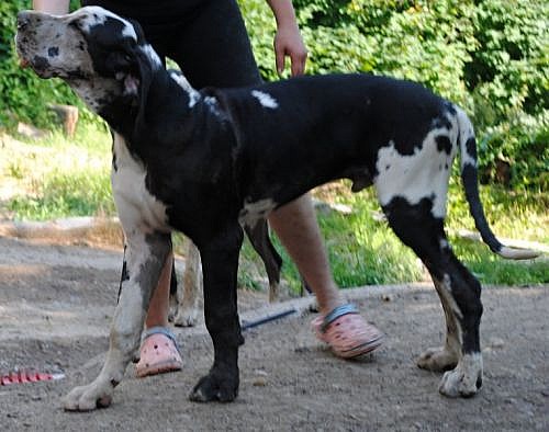 Německá doga skvrnitá - Hlavní město Praha, Prodám - ChovZvířat.cz