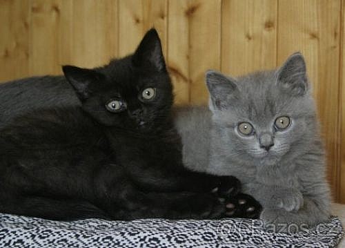 Britská modrá koťátka bez PP - Chlebovice (Frýdek - Místek), Prodám ...