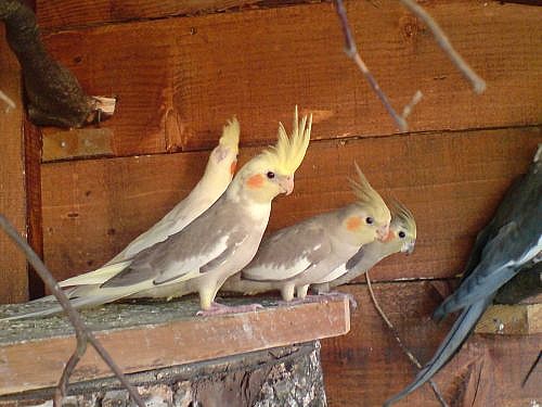 Prodám mladé andulky a korely - Brteč (Ústí nad Orlicí), Prodám ...