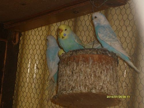 Andulky - Chrudim, Prodám | ChovZvířat.cz