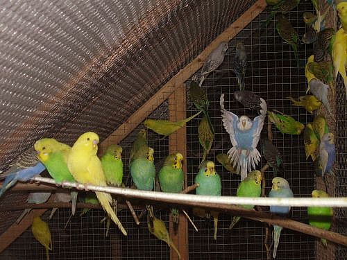 Andulky - Svitavy, Prodám | ChovZvířat.cz