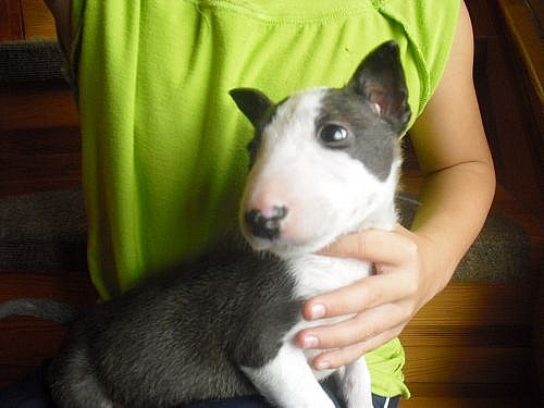 Anglický bulteriér - Nymburk, Prodám | ChovZvířat.cz