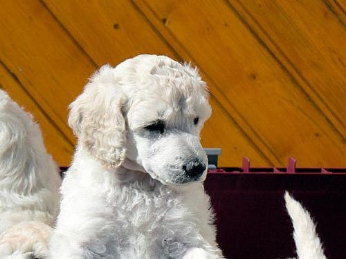 Pudel biely kralovsky - Slovenská republika, Prodám | ChovZvířat.cz