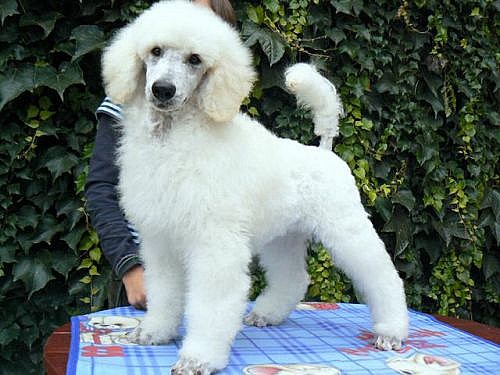 Pudel biely kralovsky - Slovenská republika, Prodám | ChovZvířat.cz